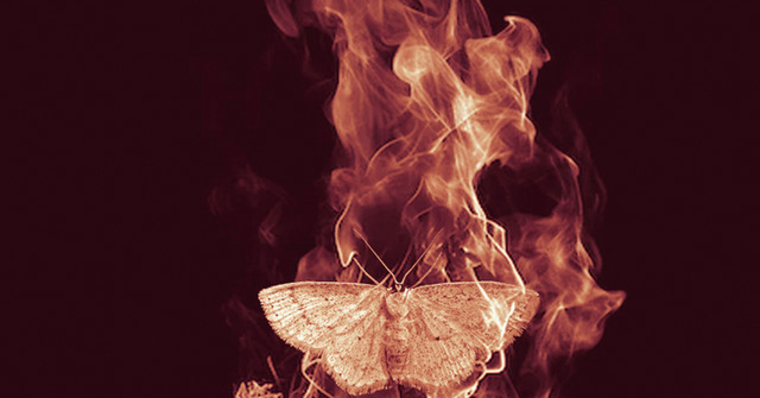 Secession Studios - A Moth to a Flame